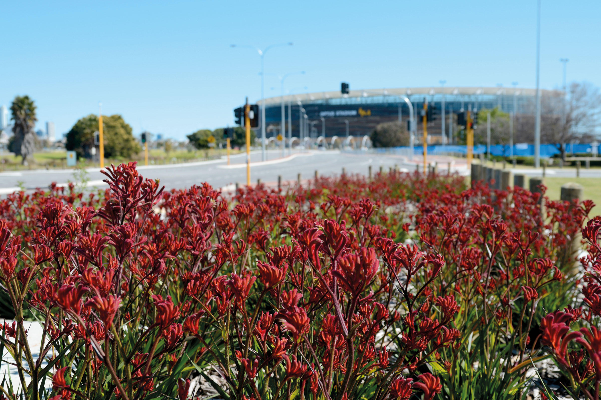 Wildflower Capital Initiative Showcases Flora